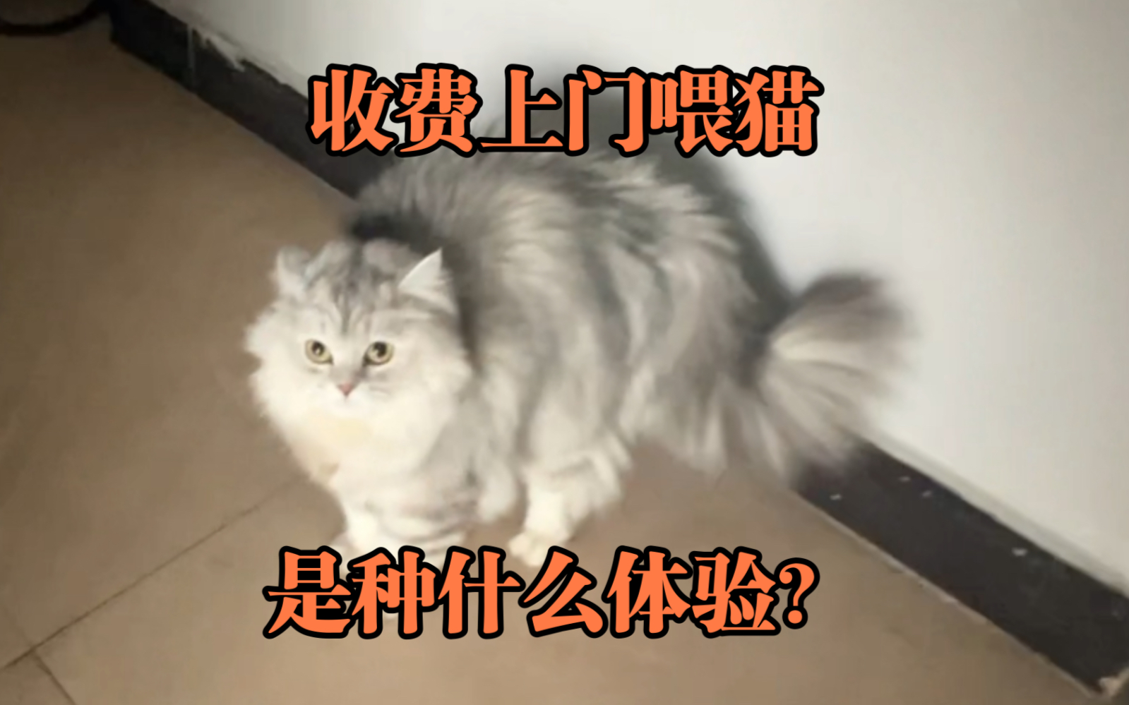 上门喂猫是种什么体验?小猫咪的反应简直了 阿喵阿昊 阿喵阿昊 哔哩哔哩视频