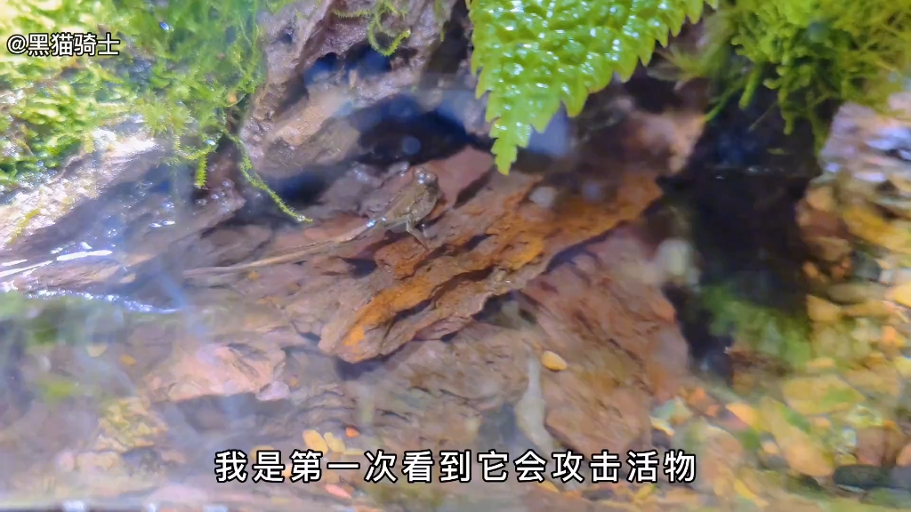 从来没见过的场面啊;弹涂鱼vs螃蟹!那么问题来了今天谁是主角! 黑猫骑士呀 黑猫骑士呀 哔哩哔哩视频