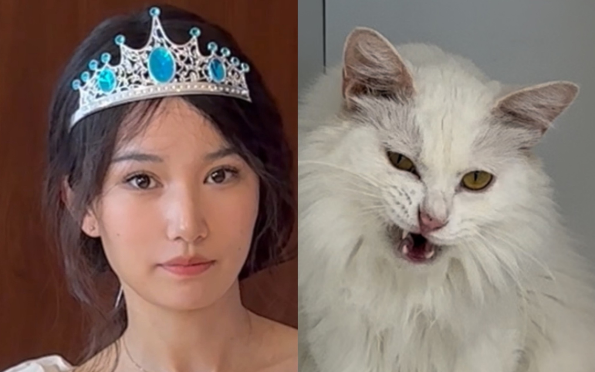 我毛茸茸的同事之狮子猫儿子压爆胎 小曹狸花 小曹狸花 哔哩哔哩视频