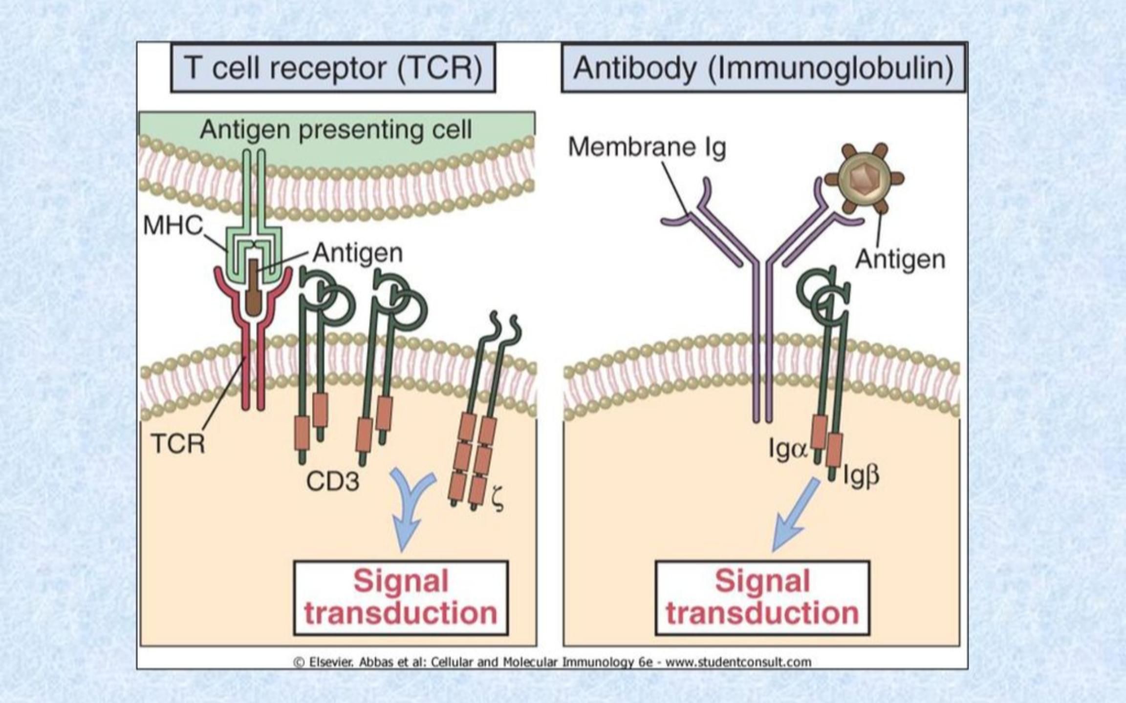 单细胞测序免疫组库TCR BCR数据分析教程-单细胞转录组_哔哩哔哩_bilibili