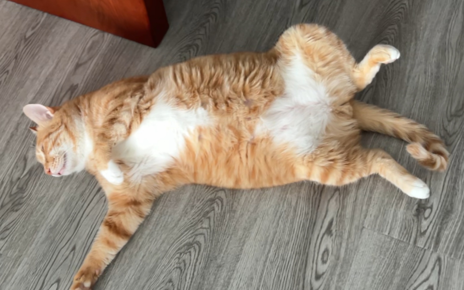 非要等小猫露出肚皮我才可以亲它的小樱桃? 空白mike 空白mike 哔哩哔哩视频