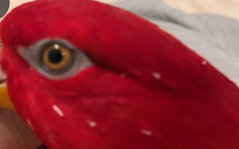 Red birb🍅Today’s wrestling wuewuewuewue-Hideaki_Utsumi-Hideaki_Utsumi-哔哩哔哩视频