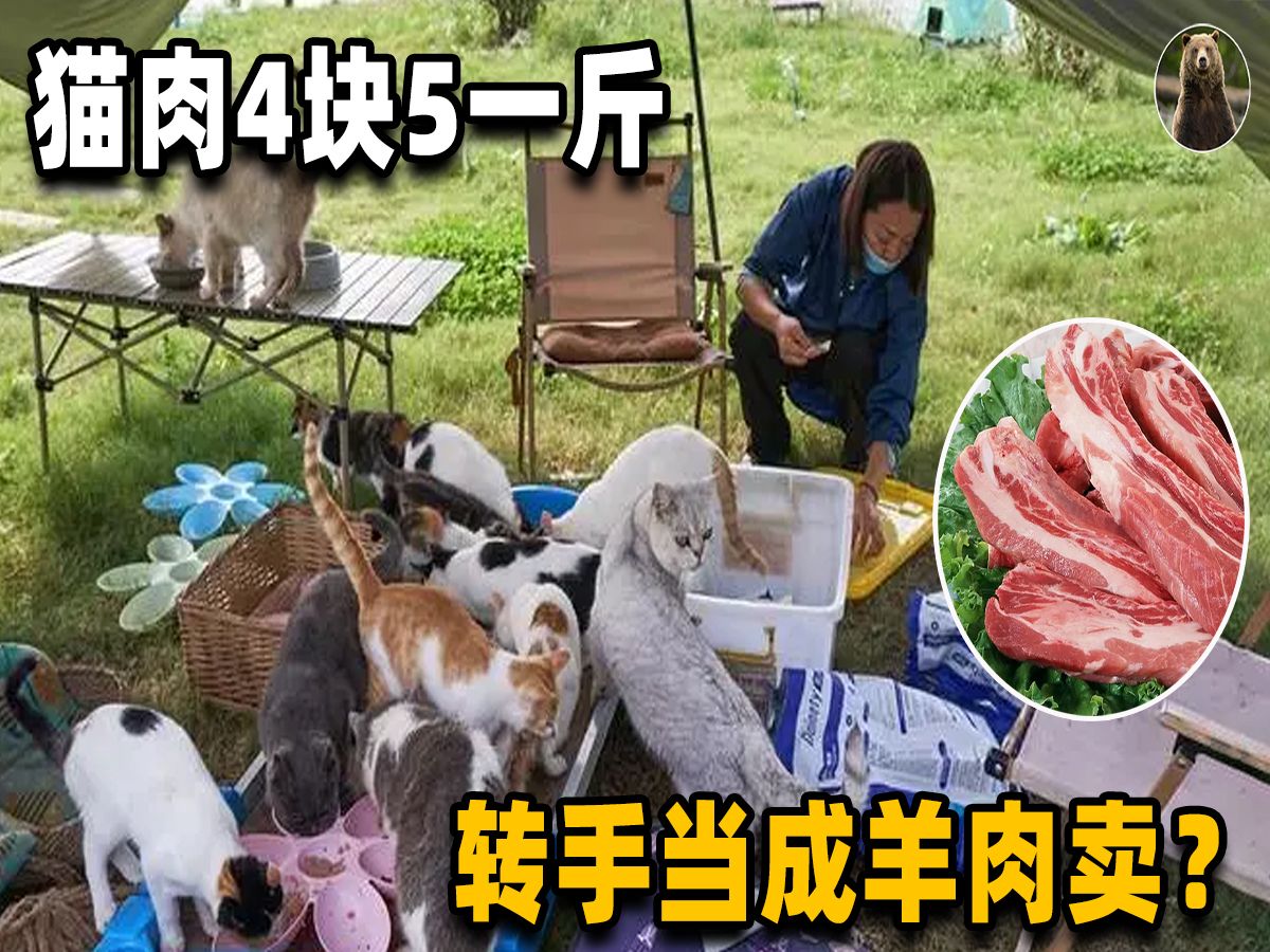 偷宠物猫捡病死猫，剥皮冷冻后当羊肉卖？ 猫车”产业链太残忍！ 万物灵熊探 万物灵熊探 哔哩哔哩视频