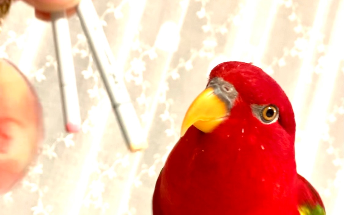 Red birb🍅COPIC-Hideaki_Utsumi-Hideaki_Utsumi-哔哩哔哩视频