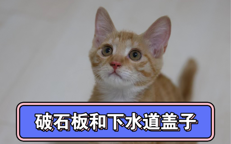 猫德学院回访 破石板和下水道盖子 猫德学院林老师 猫德学院林老师 哔哩哔哩视频