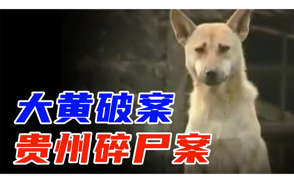 大黄牵出碎尸案,这个弟弟太不是东西 卧龙谈影 卧龙谈影 哔哩哔哩视频
