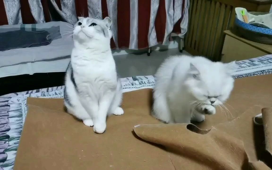 饭后认真舔爪的两只-_ALyCE_-_ALyCE_-哔哩哔哩视频