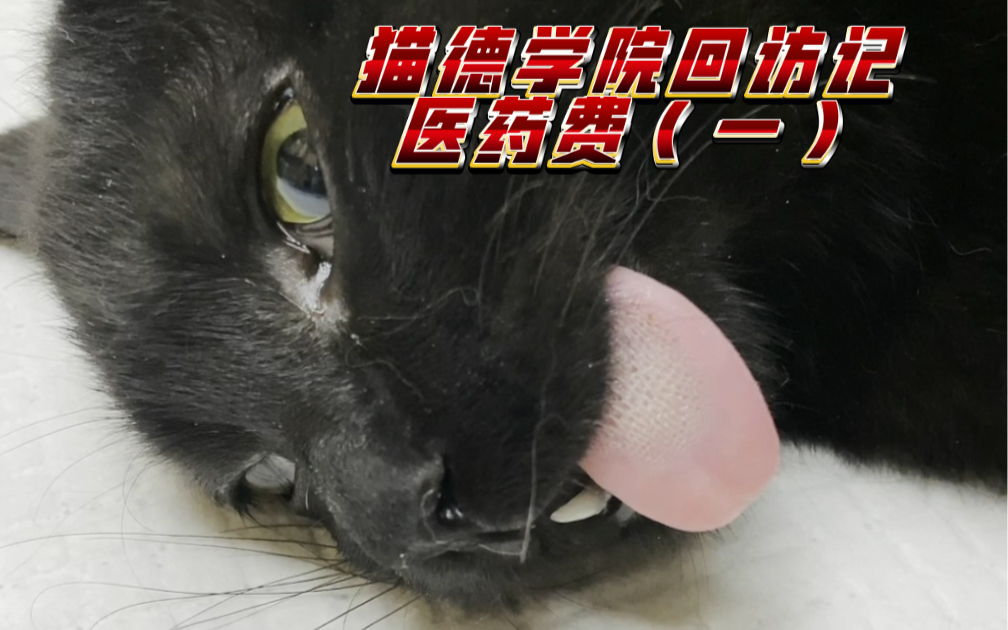 猫德学院回访记 医药费（一） 猫德学院林老师 猫德学院林老师 哔哩哔哩视频