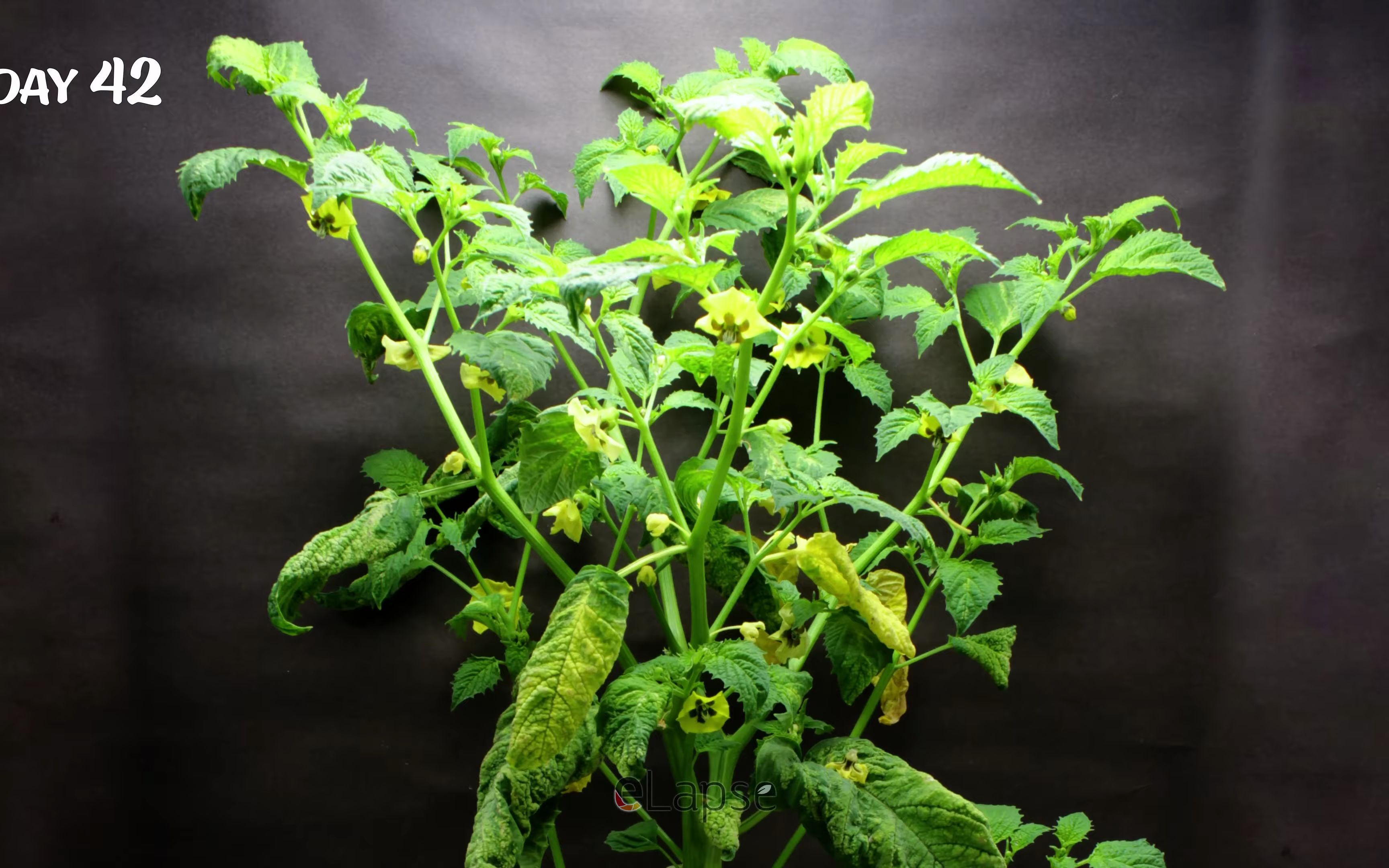 50天黏果酸浆从种子到开花 Growing Tomatillo Plant From Seed To Flower (50 Days Time Lapse)_哔哩哔哩_bilibili