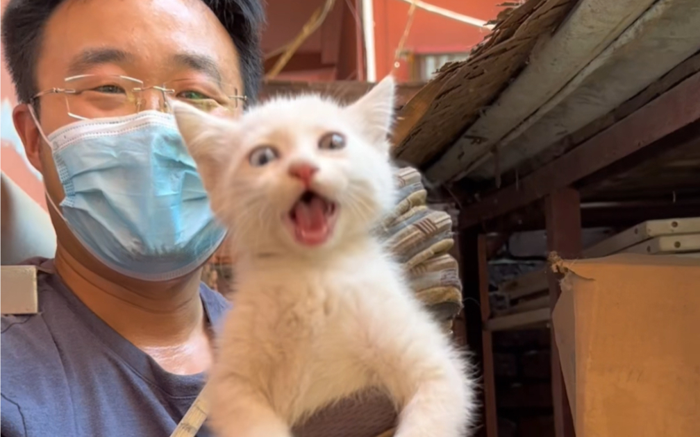 抓猫很简单 猫德学院林老师 猫德学院林老师 哔哩哔哩视频