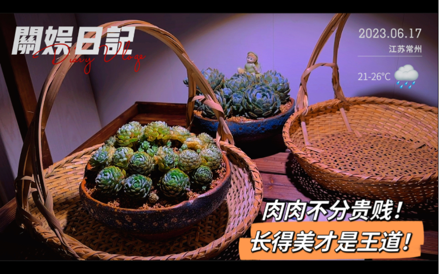 肉肉不分贵贱！长得美就是王道！能进屋享受的都是主人的心头肉！-关娱日记-关娱日记-哔哩哔哩视频