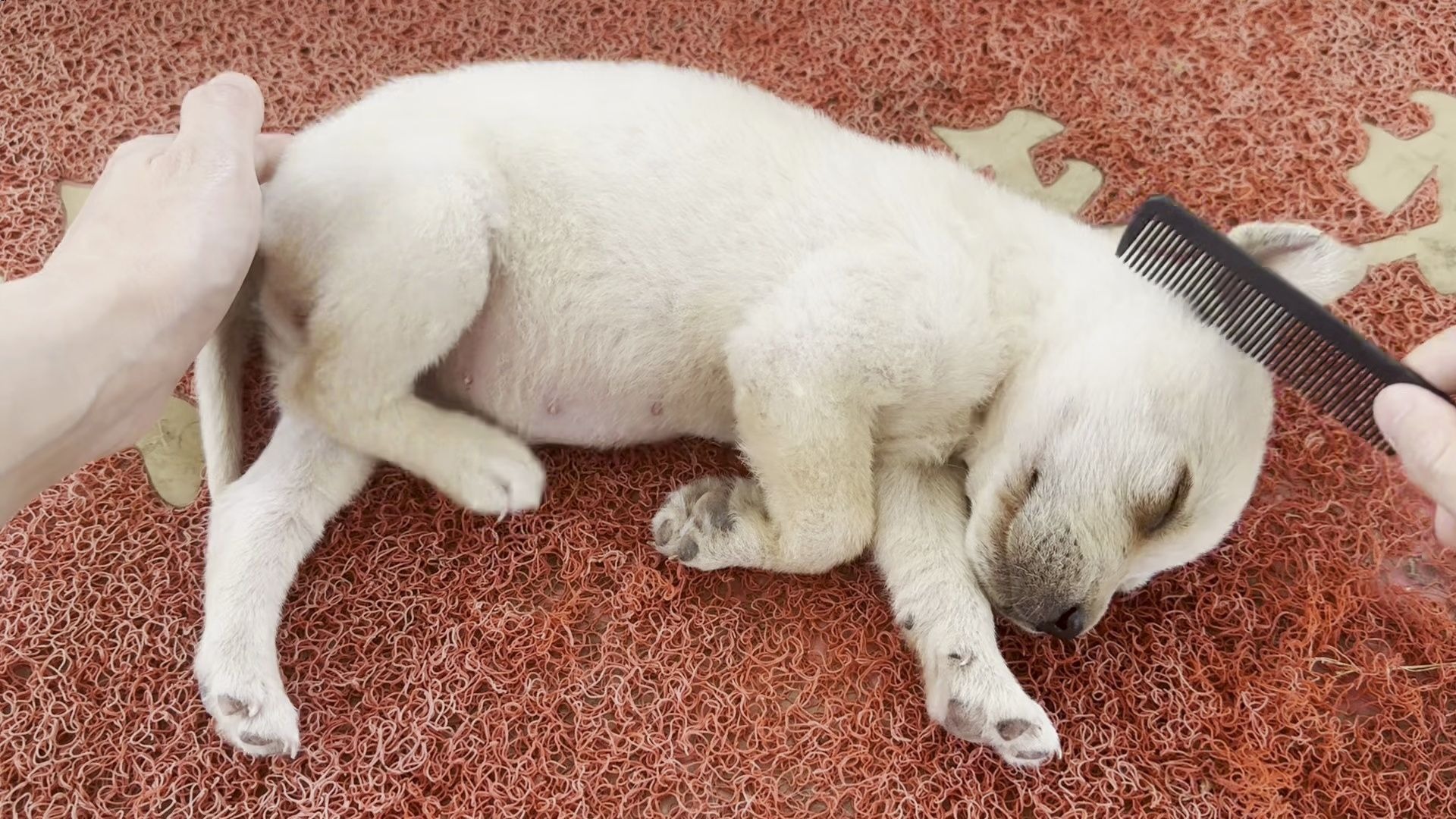 小狗按摩第2期vip2快速预览声控助眠asmr-声控助眠一菲-声控助眠一菲-哔哩哔哩视频