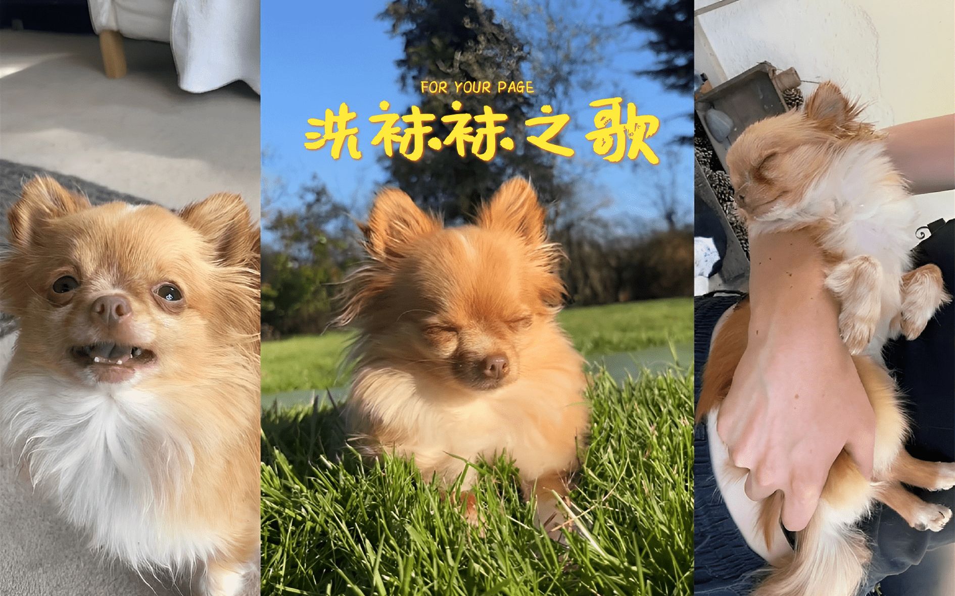 🎵 洗袜袜之歌 🎵 固执的daniel 固执的daniel 哔哩哔哩视频
