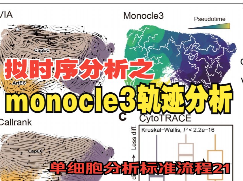 24. monocle3单细胞轨迹分析/拟时序分析，单细胞分析标准流程21-散装生信散哥-散装生信散哥-哔哩哔哩视频