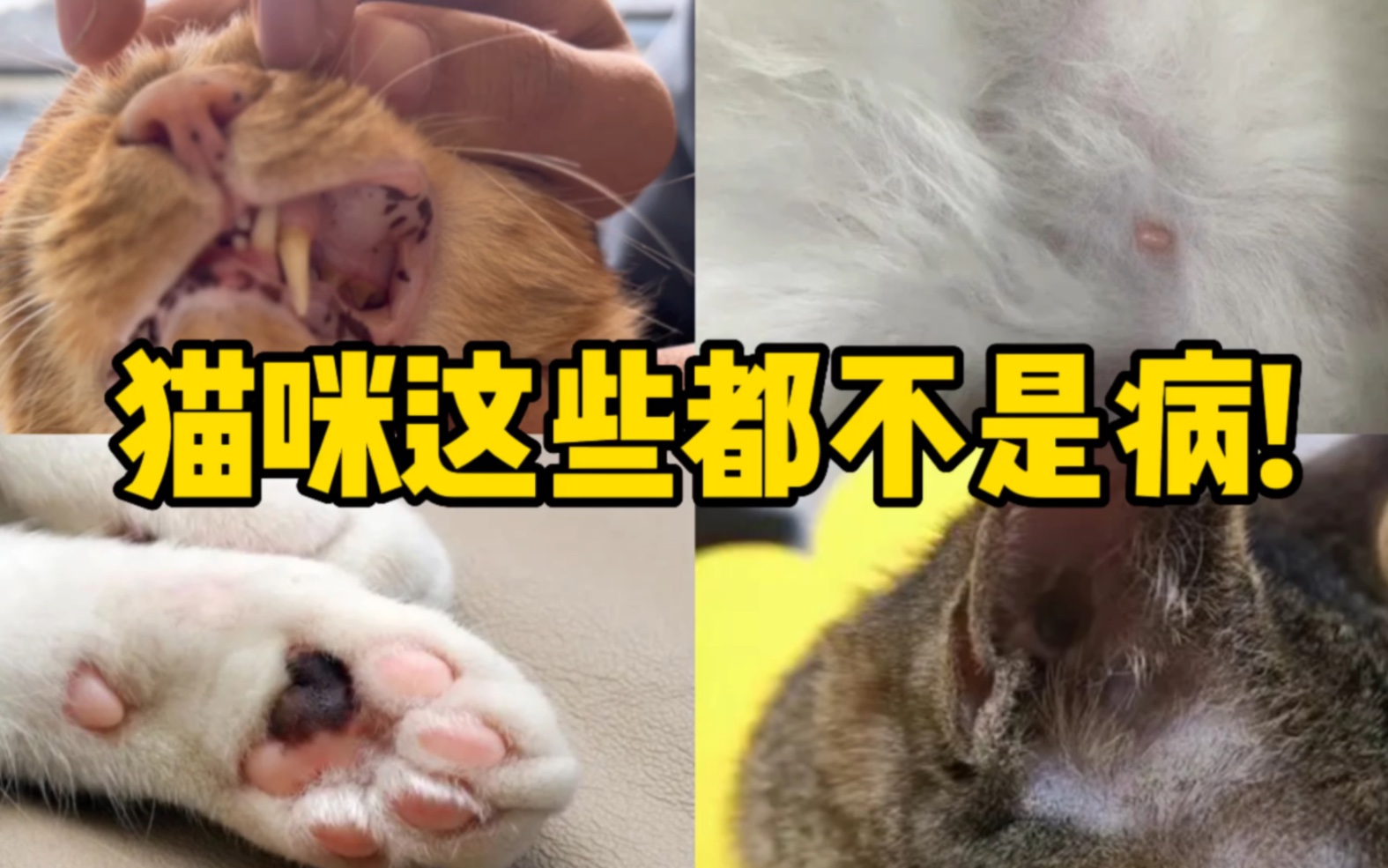 别让无知害了你家猫!这5个都不是病! 李多猫umao 李多猫umao 哔哩哔哩视频
