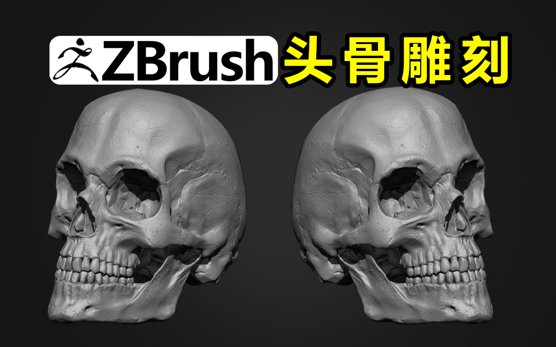 最详细清晰的zbrush头骨结构来了，zbrush新手教程，头骨结构分析与学习，zbrush头骨雕刻教程