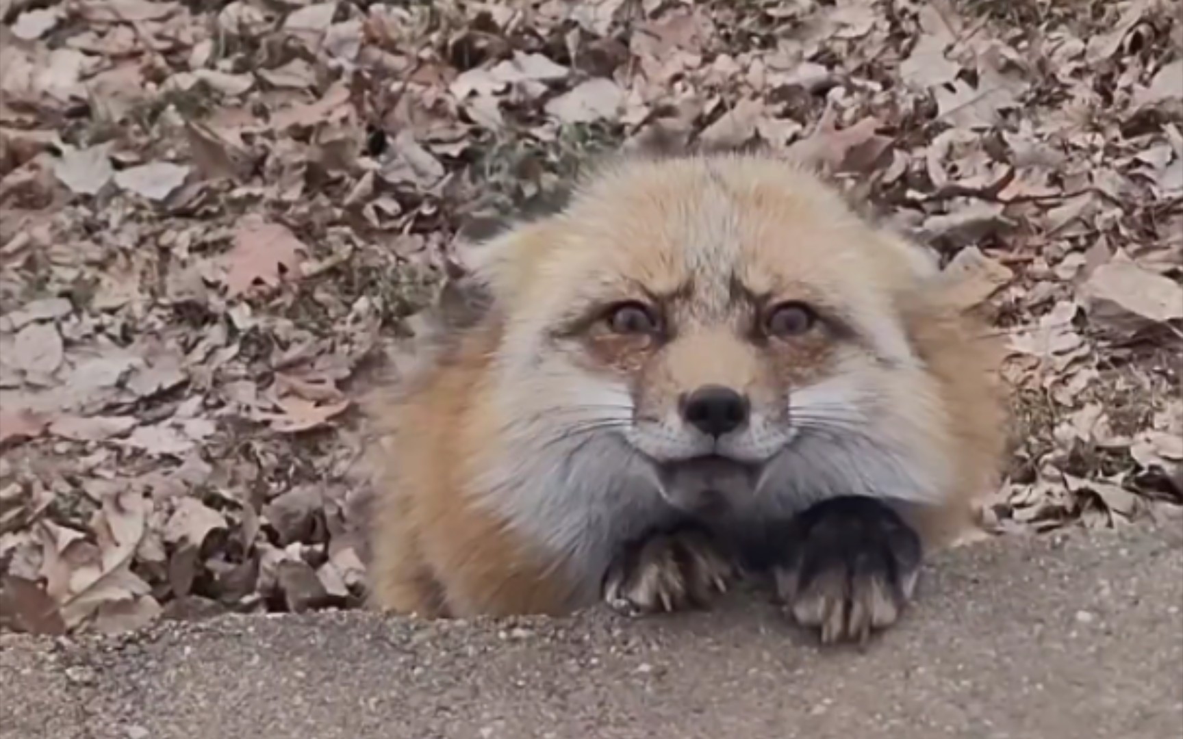 可爱又委屈巴巴的狐狸🦊,理解纣王,成为纣王 Bilibili B站 无水印视频解析——6li6在线工具箱