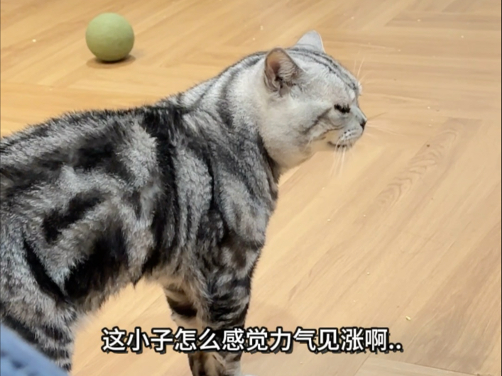 这就是年下的养成..-Caesar-Cat-Caesar-Cat-哔哩哔哩视频