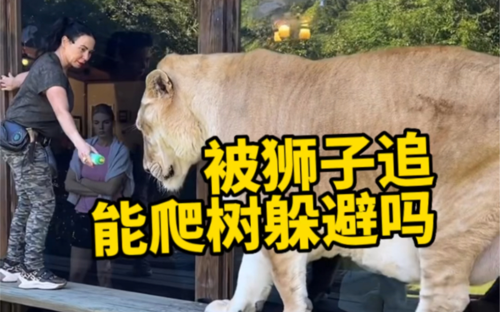 在野外被狮子追能不能爬到树上躲避呢？ 全球不知道 全球不知道 哔哩哔哩视频
