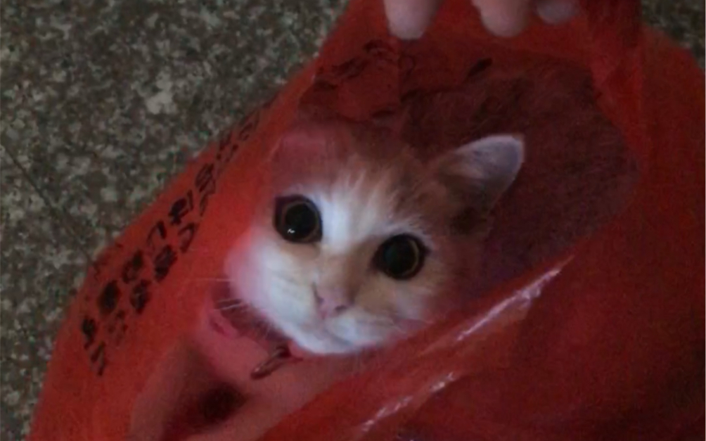 口袋猫~哔哩哔哩bilibili