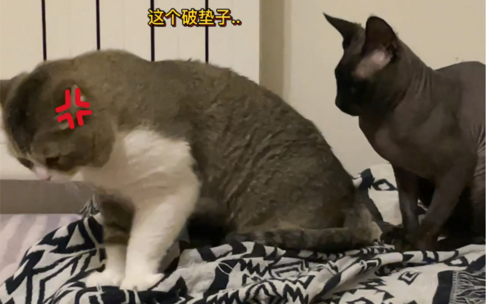 小猫咪的追妻火Z场...-Caesar-Cat-Caesar-Cat-哔哩哔哩视频