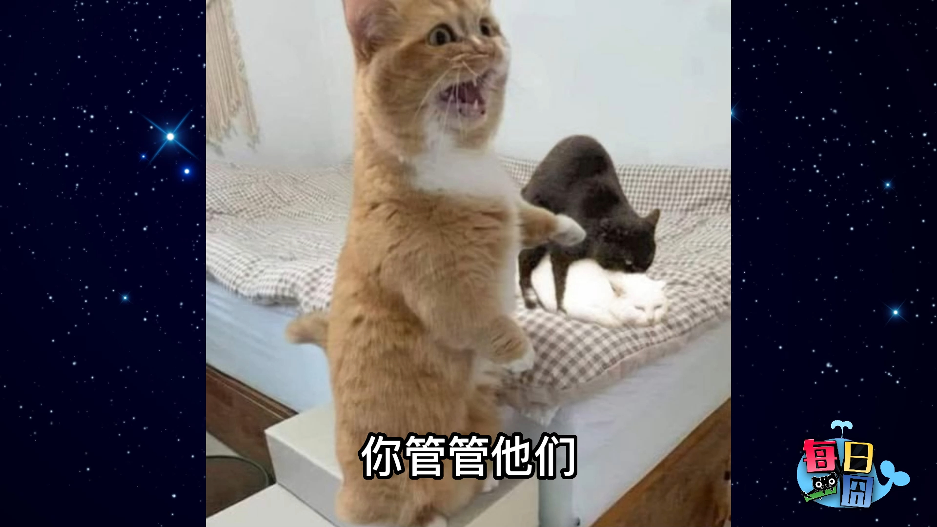 【每日一囧】小猫咪：讨厌没有边界感的狗！ 猫猫村长 猫猫村长 猫猫村长 哔哩哔哩视频