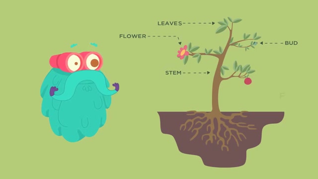 【植物的组成部分】Parts Of A Plant The Dr. Binocs Show Learn Videos For Kids_哔哩哔 ...