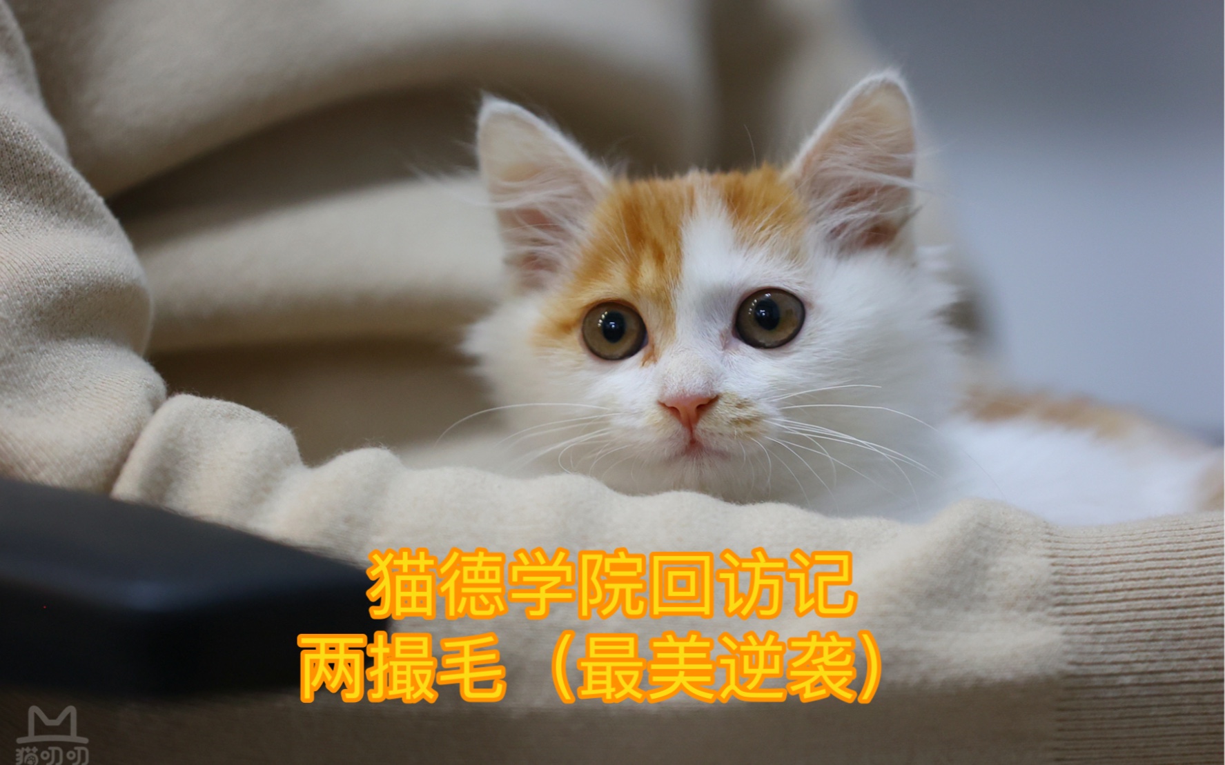 猫德学院回访记 两撮毛(算不算最美逆袭猫呢) 猫德学院林老师 猫德学院林老师 哔哩哔哩视频