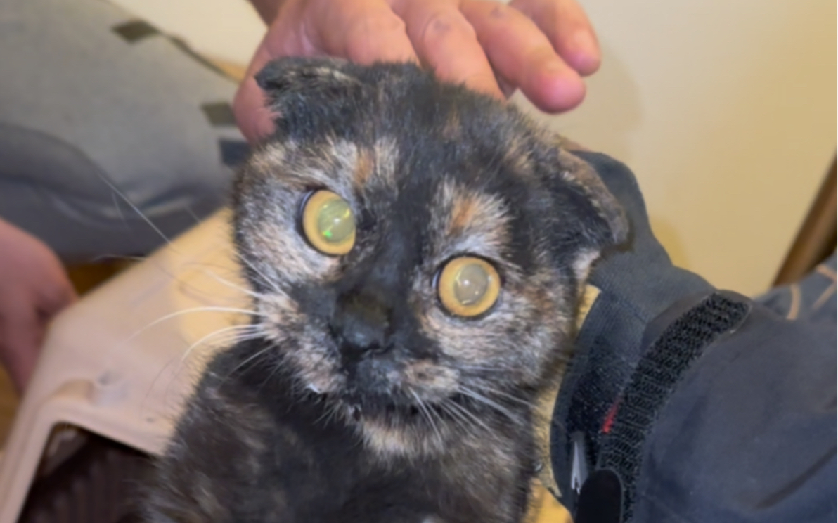 猫德学院救助楼顶通风井里烟熏火燎的猫 本喵叫兔兔 本喵叫兔兔 哔哩哔哩视频