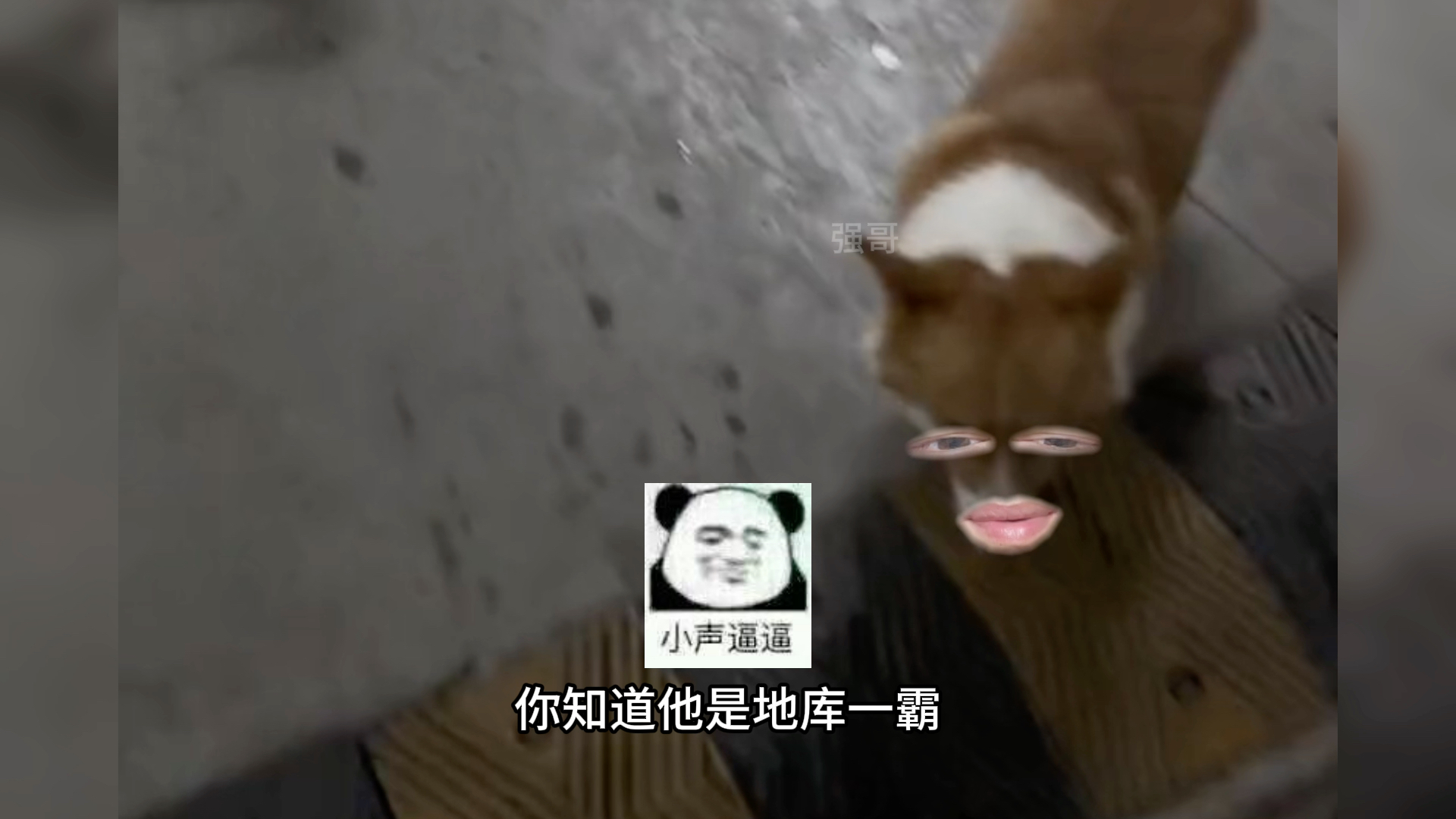 狗咱两到底谁是狗啊搞笑配音 狗狗 强哥゜ 强哥゜ 哔哩哔哩视频 