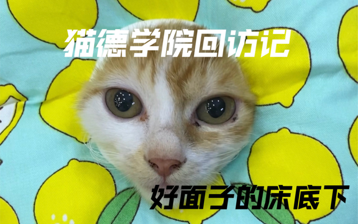 猫德学院回访记 好面子的床底下 猫德学院林老师 猫德学院林老师 哔哩哔哩视频
