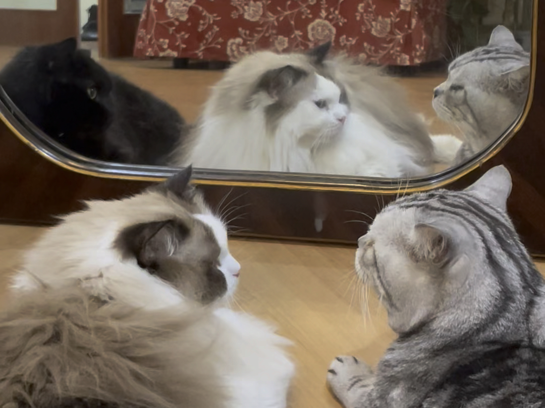 什么是猫生照片-Caesar-Cat-Caesar-Cat-哔哩哔哩视频