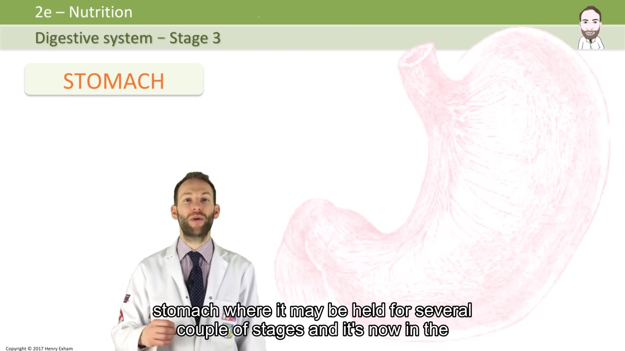 The Digestive System - GCSE Biology (9-1)字幕版_哔哩哔哩_bilibili