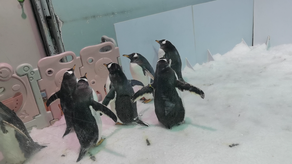 来了吗？-修灭XLHM-修灭XLHM-哔哩哔哩视频