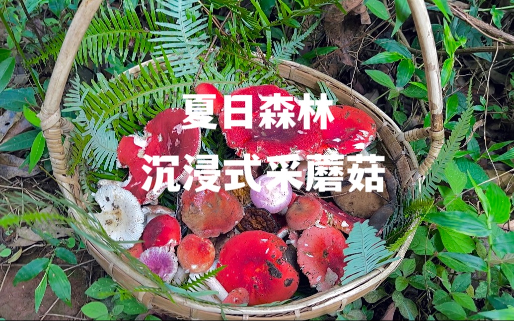 听说采蘑菇可以治愈一切-云南山师傅-云南山师傅-哔哩哔哩视频