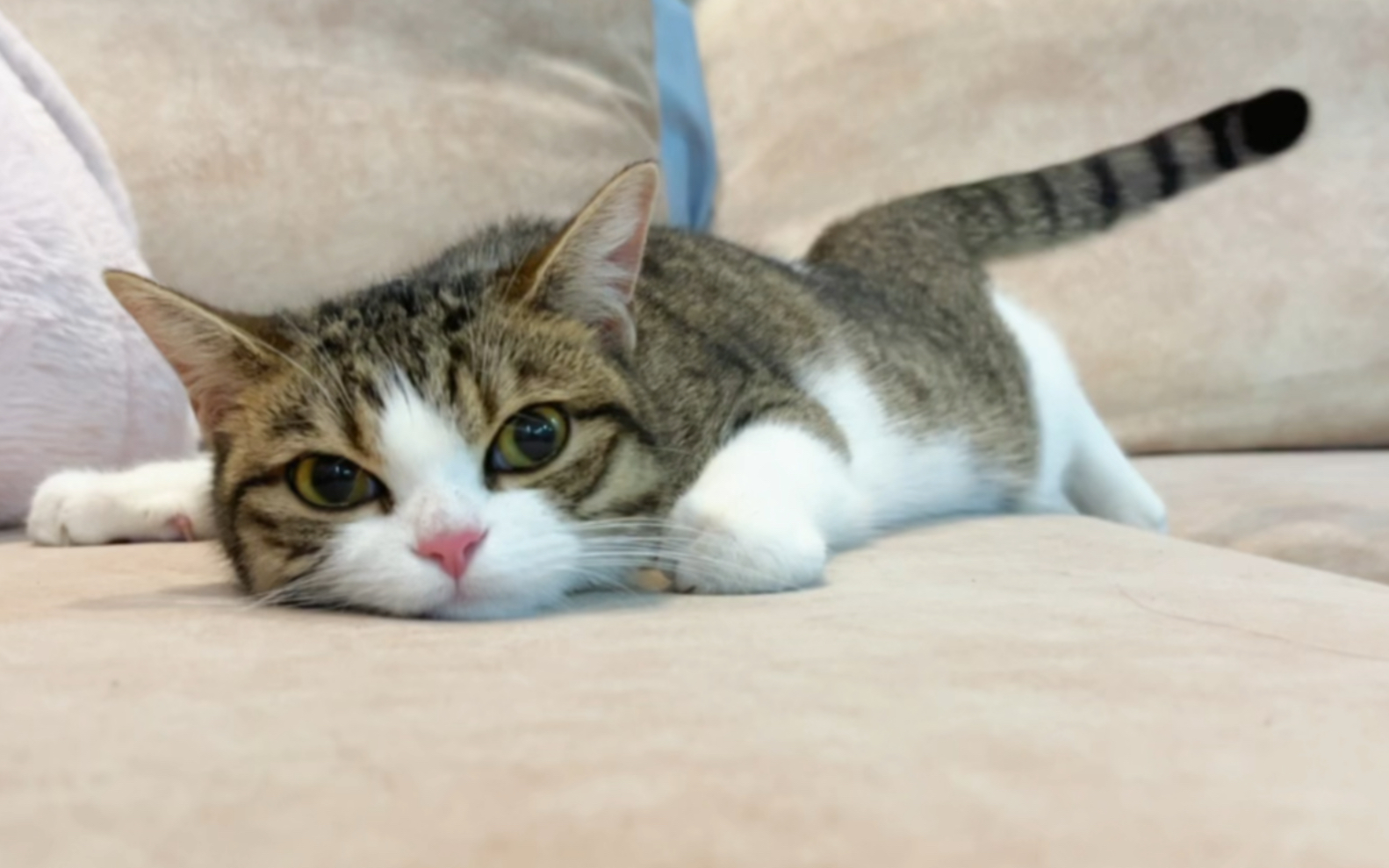 小猫咪的各种奇葩睡姿，瓜弟睡姿太迷惑！ 土豆小猫咪 土豆小猫咪 哔哩哔哩视频 