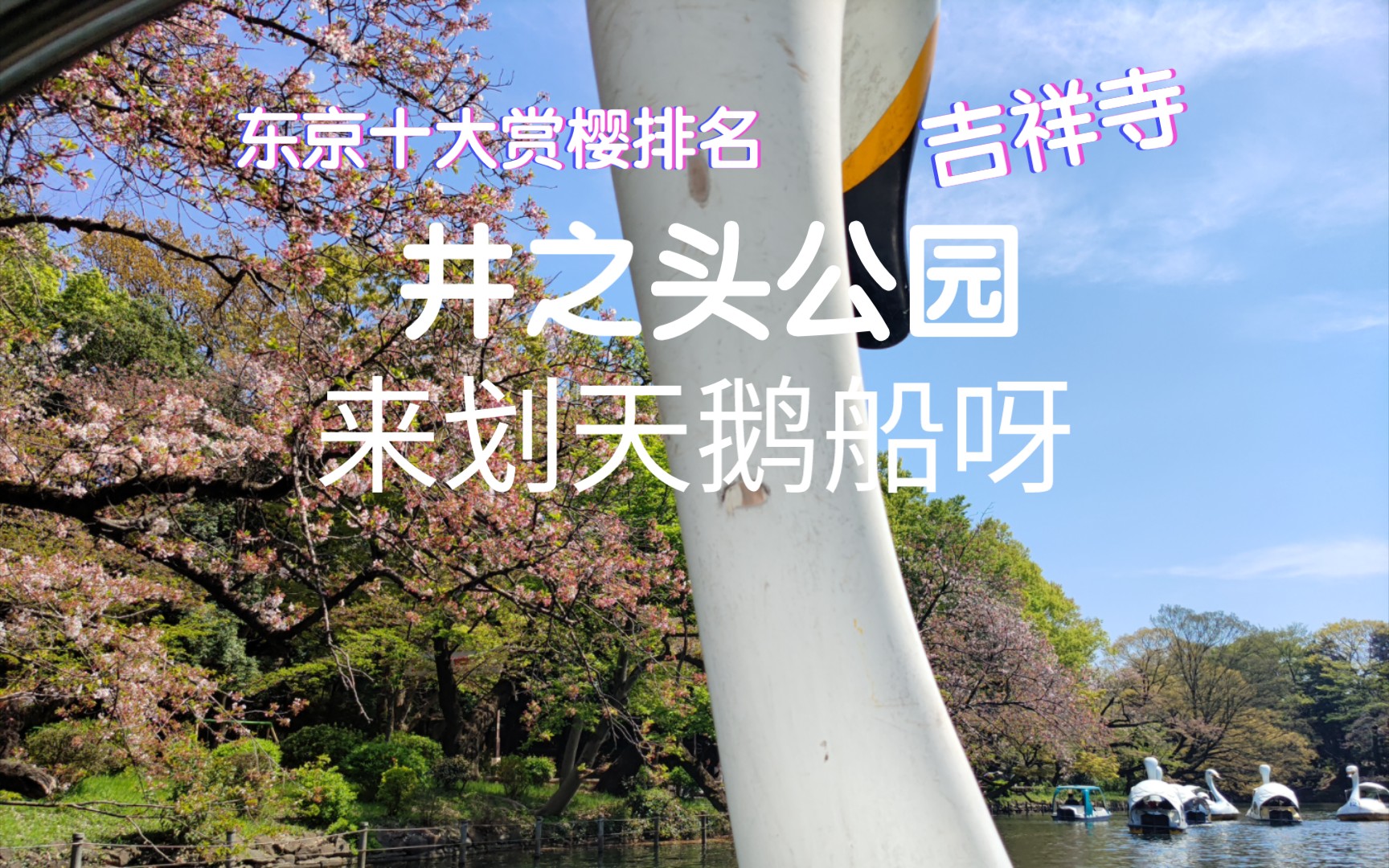 【兰酱的留学日记】井之头公园的天鹅船|吉祥寺赏樱|东京十大花见名景|超级可爱的樱花味表情团子,居然还挺好吃的,炒鸡可爱 ɔˆ ³ ˆ⌣ˆc