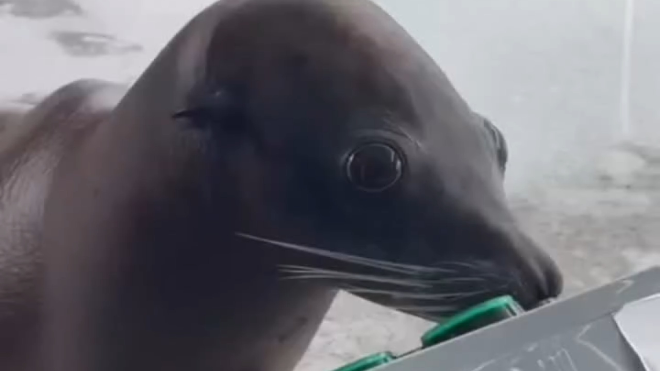 【又一】难绷九球天后潘晓婷因身材太好胸部触球犯规，又神就没有这种烦恼🤭牢又全程沉默...😑-只想当黄毛-默认收藏夹-哔哩哔哩视频