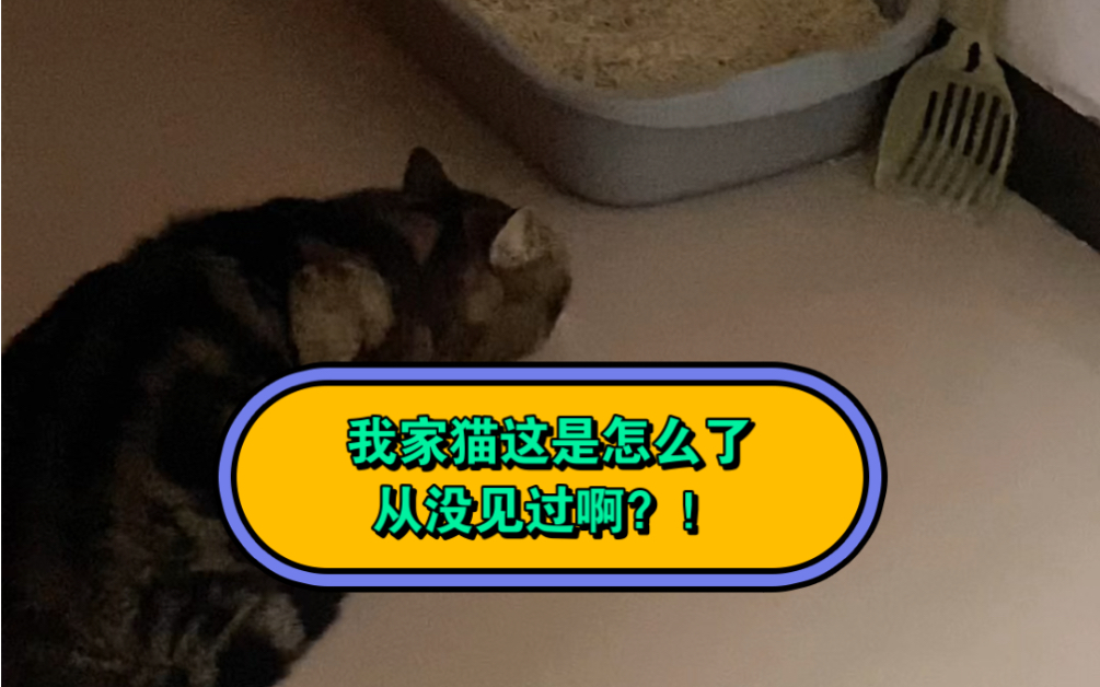 我家猫这是怎么了，这正常吗？！ 不信邪的斯坦 不信邪的斯坦 哔哩哔哩视频