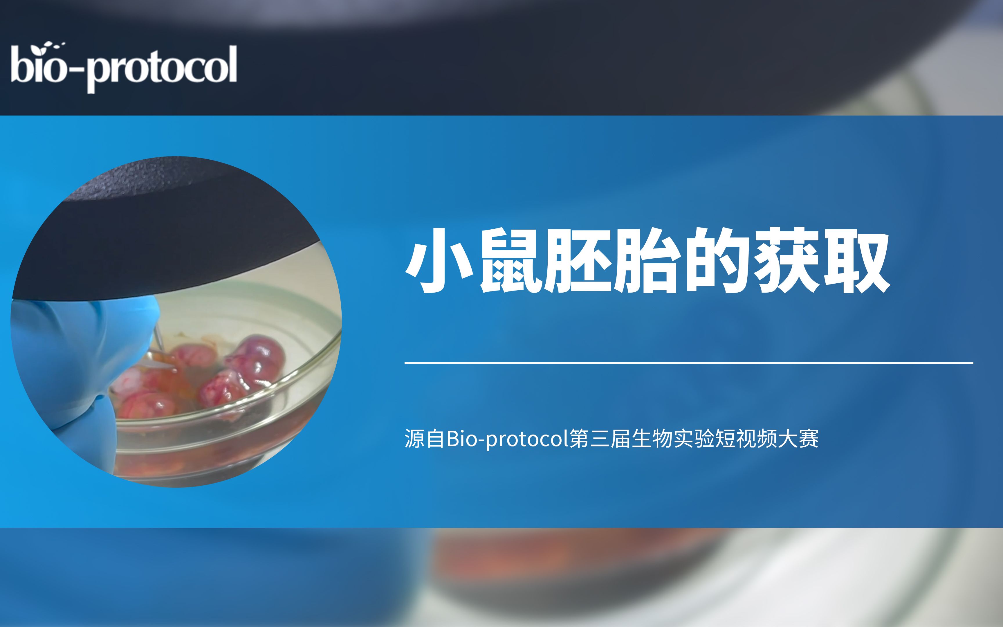 【短视频大赛】小鼠胚胎的获取-Bio-protocol-Bio-protocol-哔哩哔哩视频
