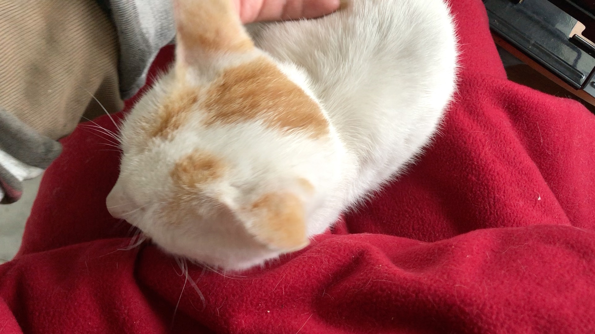 抚摸猫的时候也在抚摸自己的心哔哩哔哩bilibili