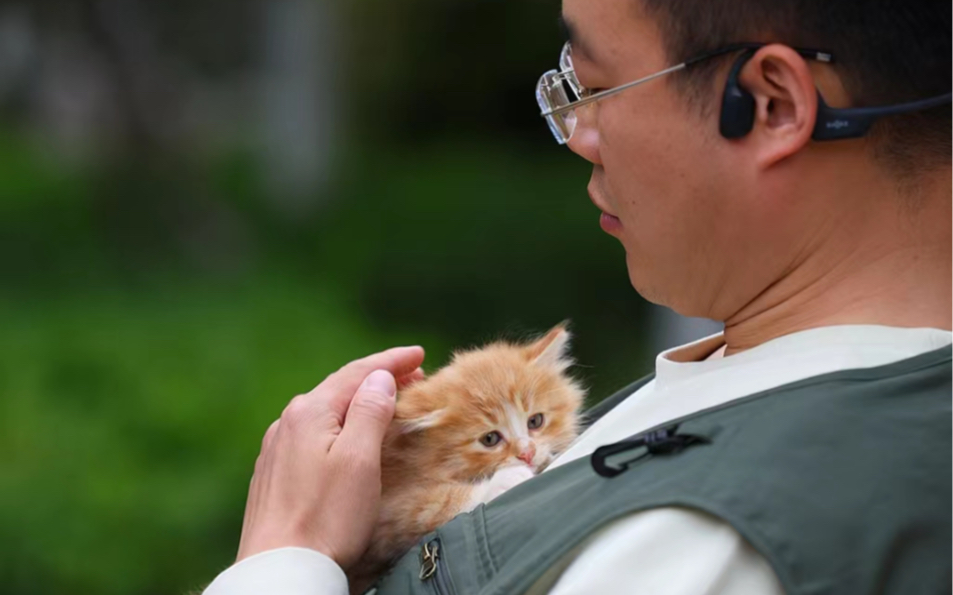 狮子猫家族？？切！！ 猫德学院林老师 猫德学院林老师 哔哩哔哩视频