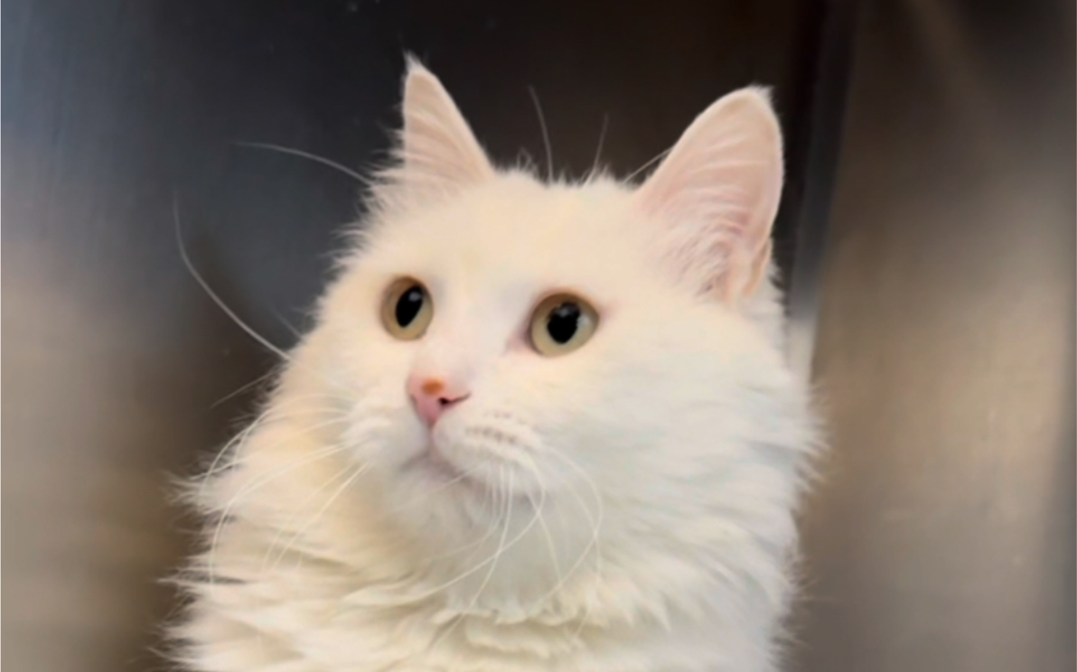 天下无蛋之猫德学院大战狮子猫家族之完胜狮子猫家族小区南区 本喵叫兔兔 本喵叫兔兔 哔哩哔哩视频