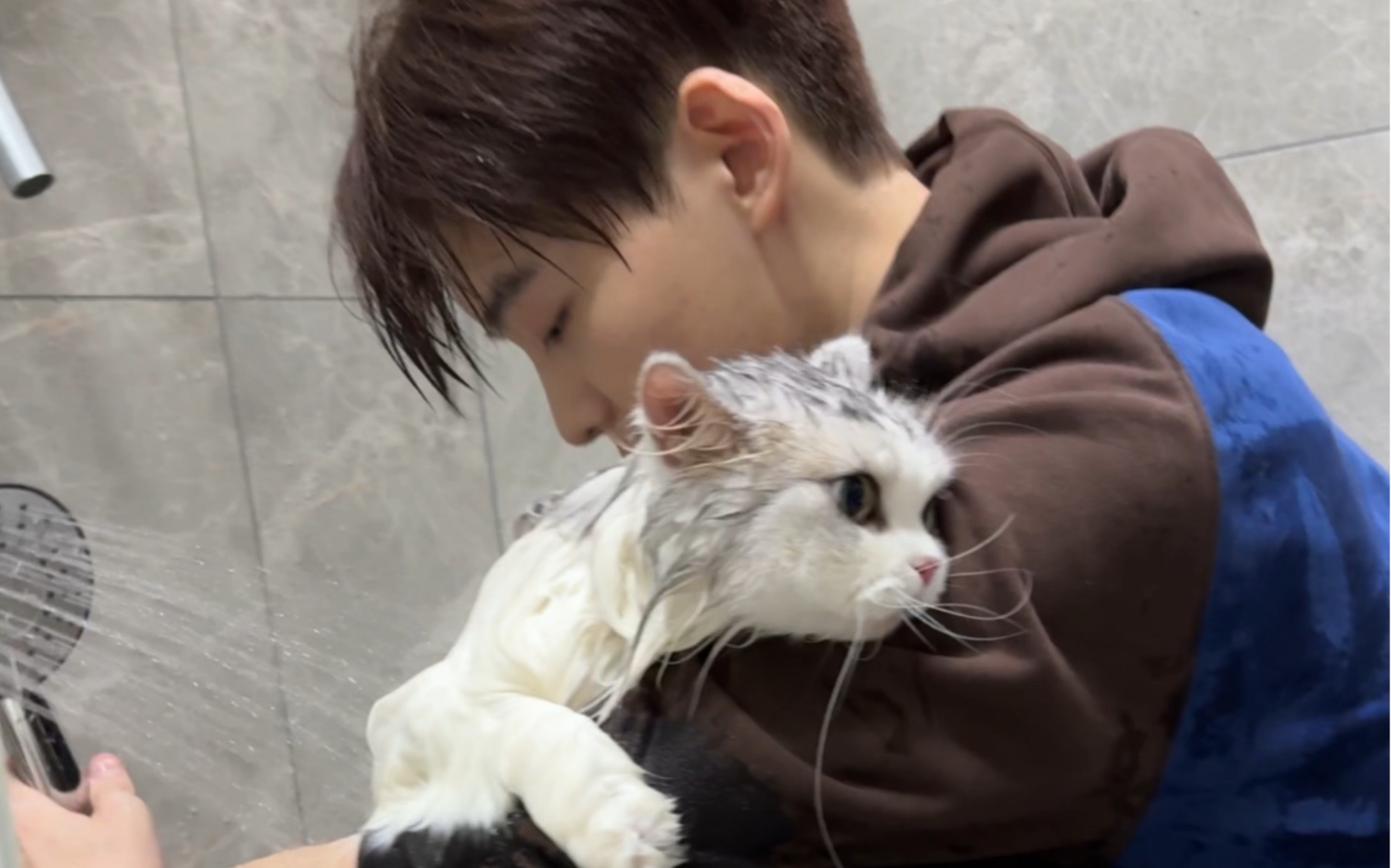 在杭州找男模上门洗猫是种什么体验 球球是只猫 球球是只猫 哔哩哔哩视频