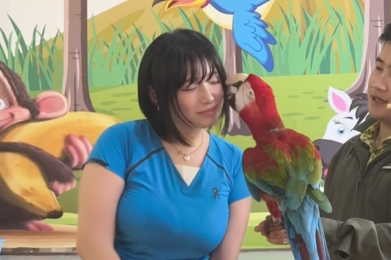 六一儿童节快乐 小鸟小鸟小鸟-BOBO回忆录-BOBO回忆录-哔哩哔哩视频