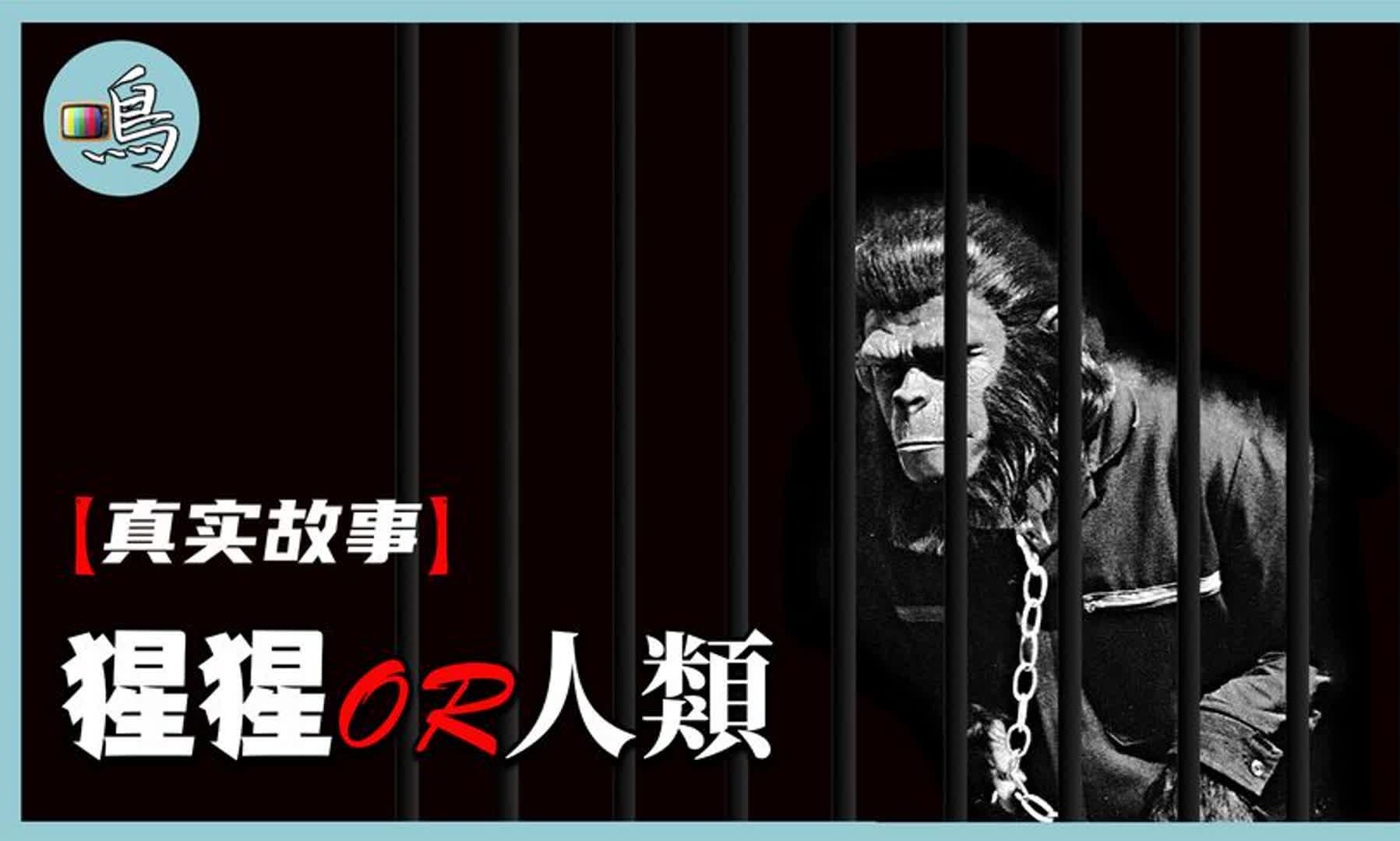 猩猩以为自己是人类，当它想找个伴侣时，结局却让人流泪 环球异事r 环球异事r 哔哩哔哩视频