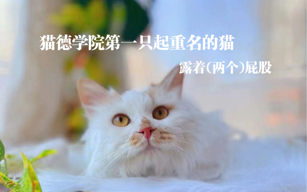 猫德学院第一只起重名的猫｜又有小猫被领养啦！ 猫德研究员小杨 猫德研究员小杨 哔哩哔哩视频