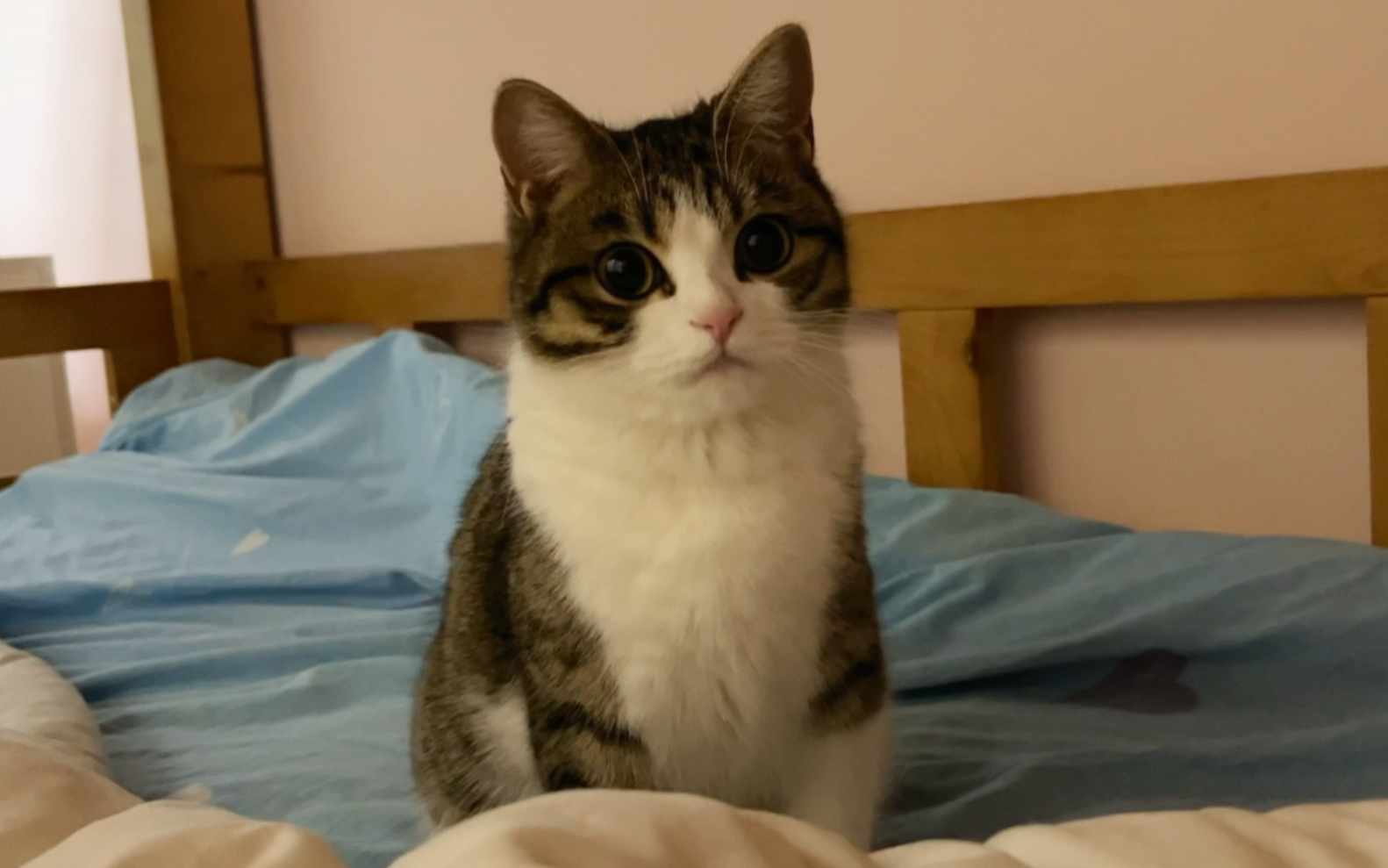 猫：我的暗示还不够明显吗？ 土豆小猫咪 土豆小猫咪 哔哩哔哩视频 