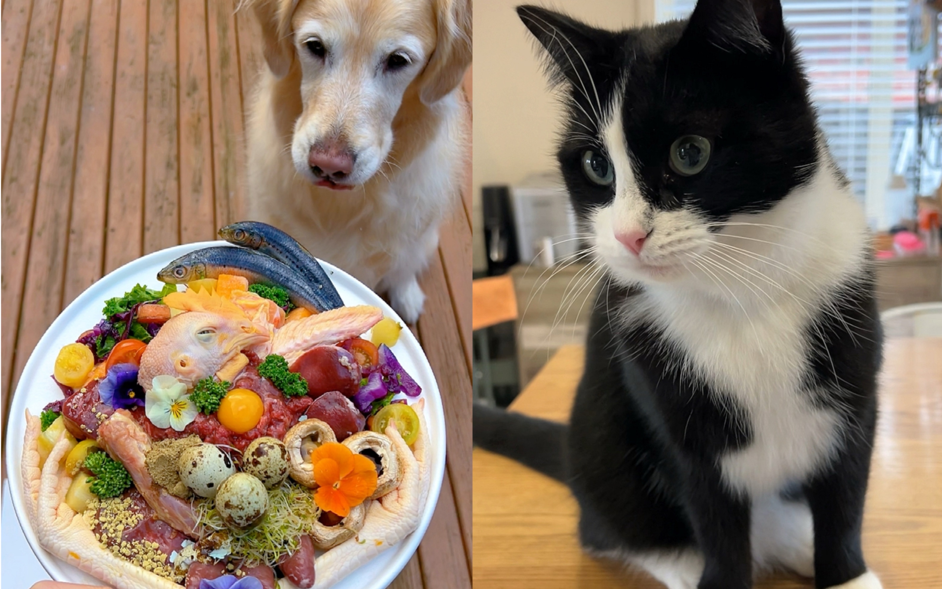 一猫一狗生骨肉早餐｜马肉配餐 吃播 猫九食堂 猫九食堂 哔哩哔哩视频