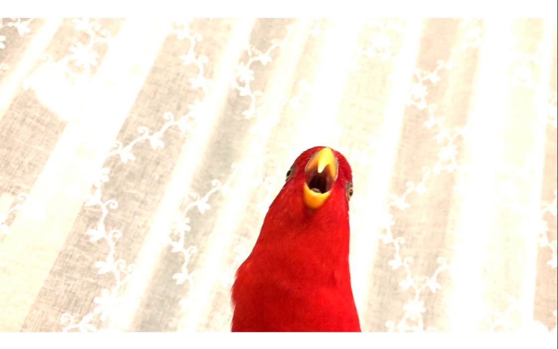 Red birb🍅Today’s Gumizilla-Hideaki_Utsumi-Hideaki_Utsumi-哔哩哔哩视频